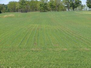 Ontario Field Crop Report – July 20, 2022 – Field Crop News