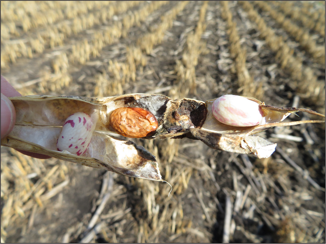 Should I spray my dry beans for western bean cutworm and if so, when ...