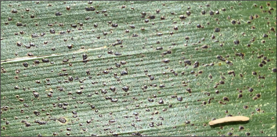 Tar Spot Management in Field Corn – Field Crop News