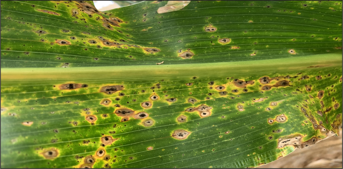 Tar Spot Management in Field Corn – Field Crop News