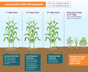 Ontario Field Crop Report – August 24, 2022 – Field Crop News