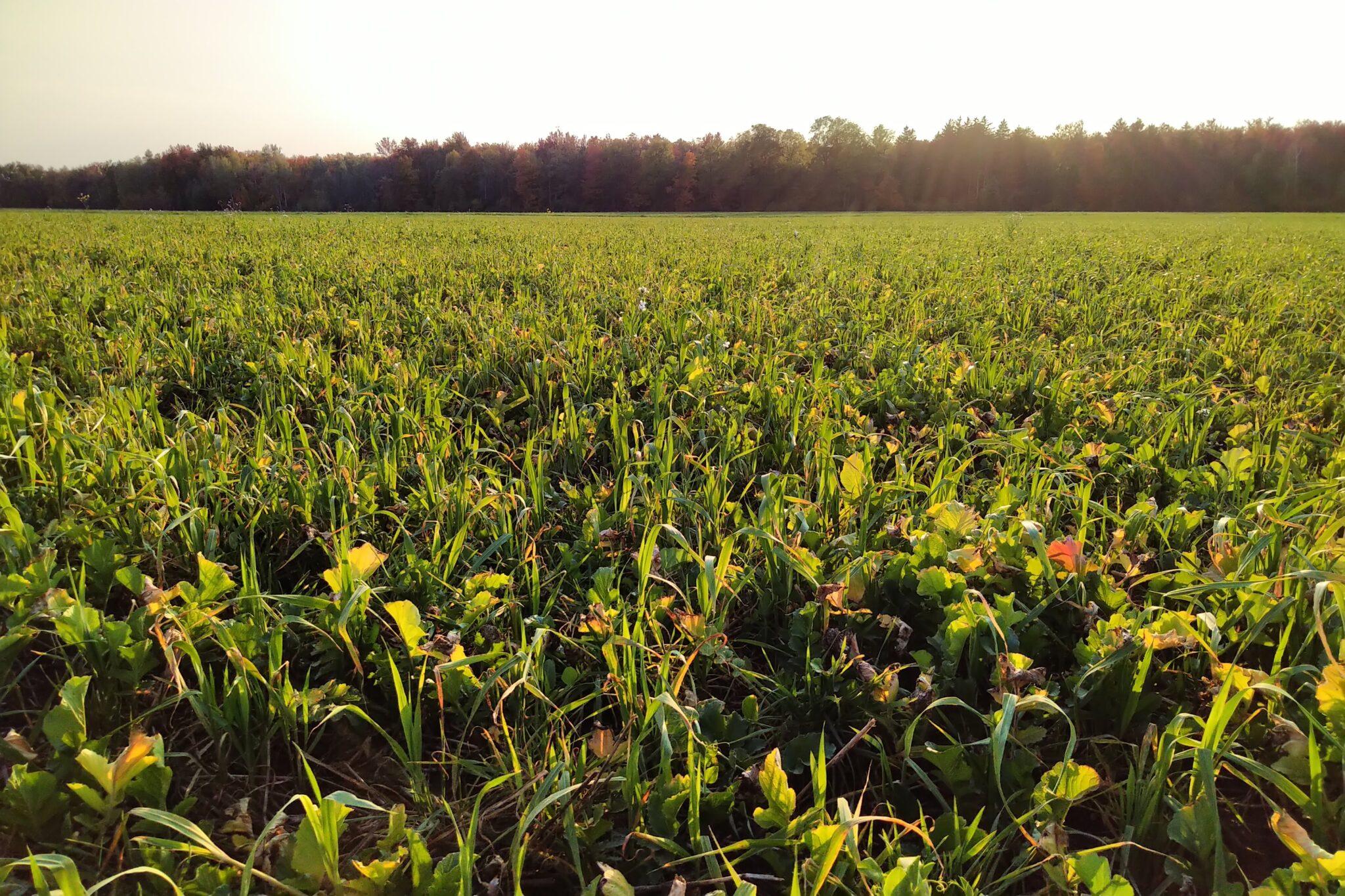 Crop Report – September 7, 2022 – Field Crop News