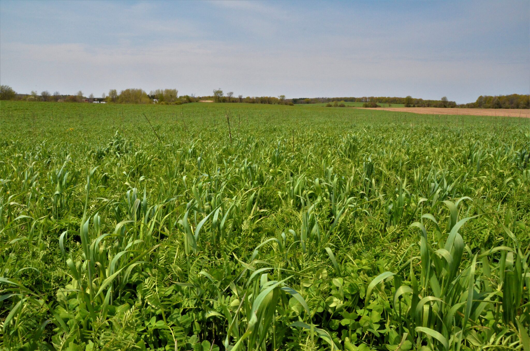 Crop Report – September 7, 2022 – Field Crop News