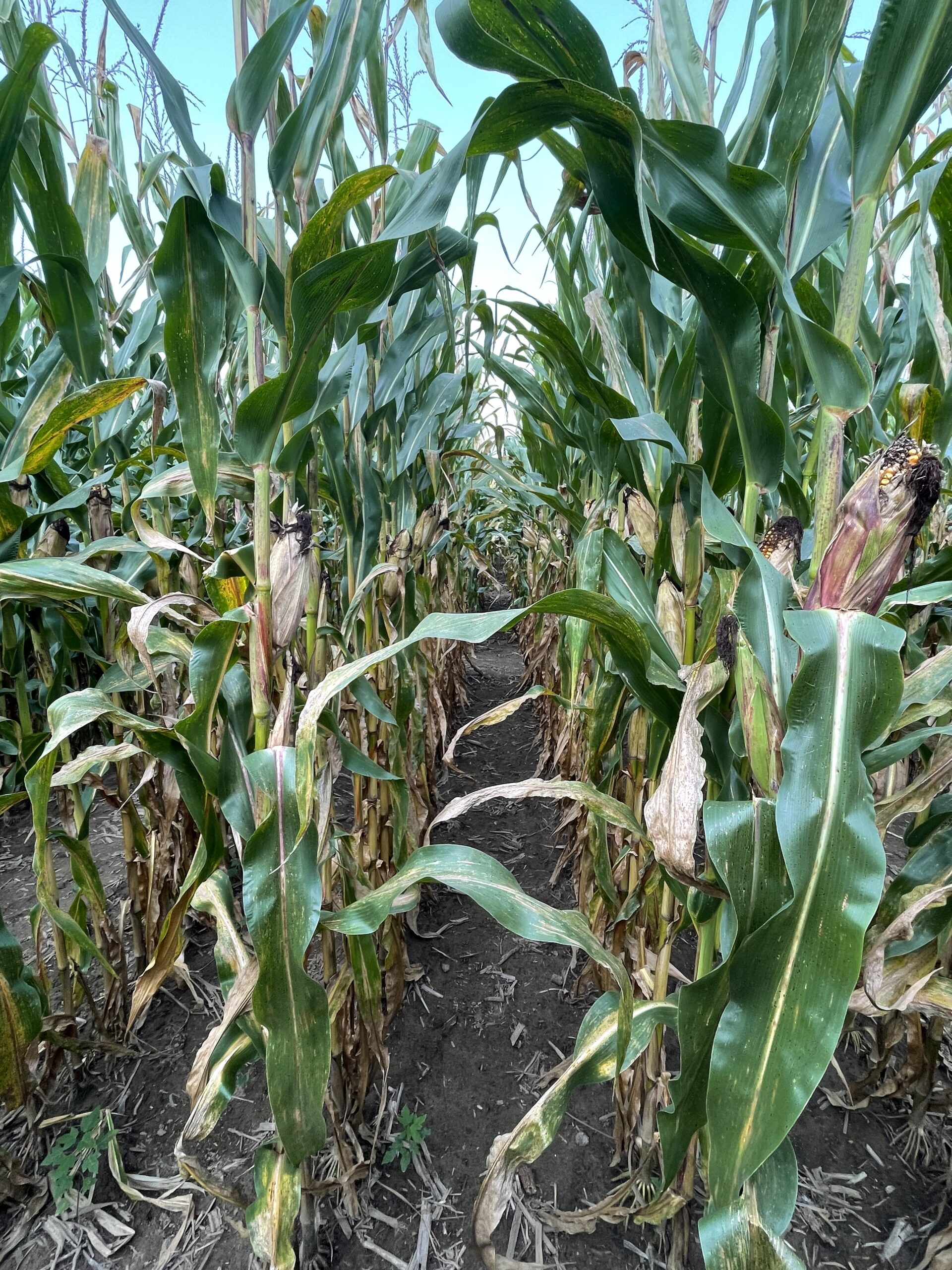 Crop Report – September 14, 2022 – Field Crop News