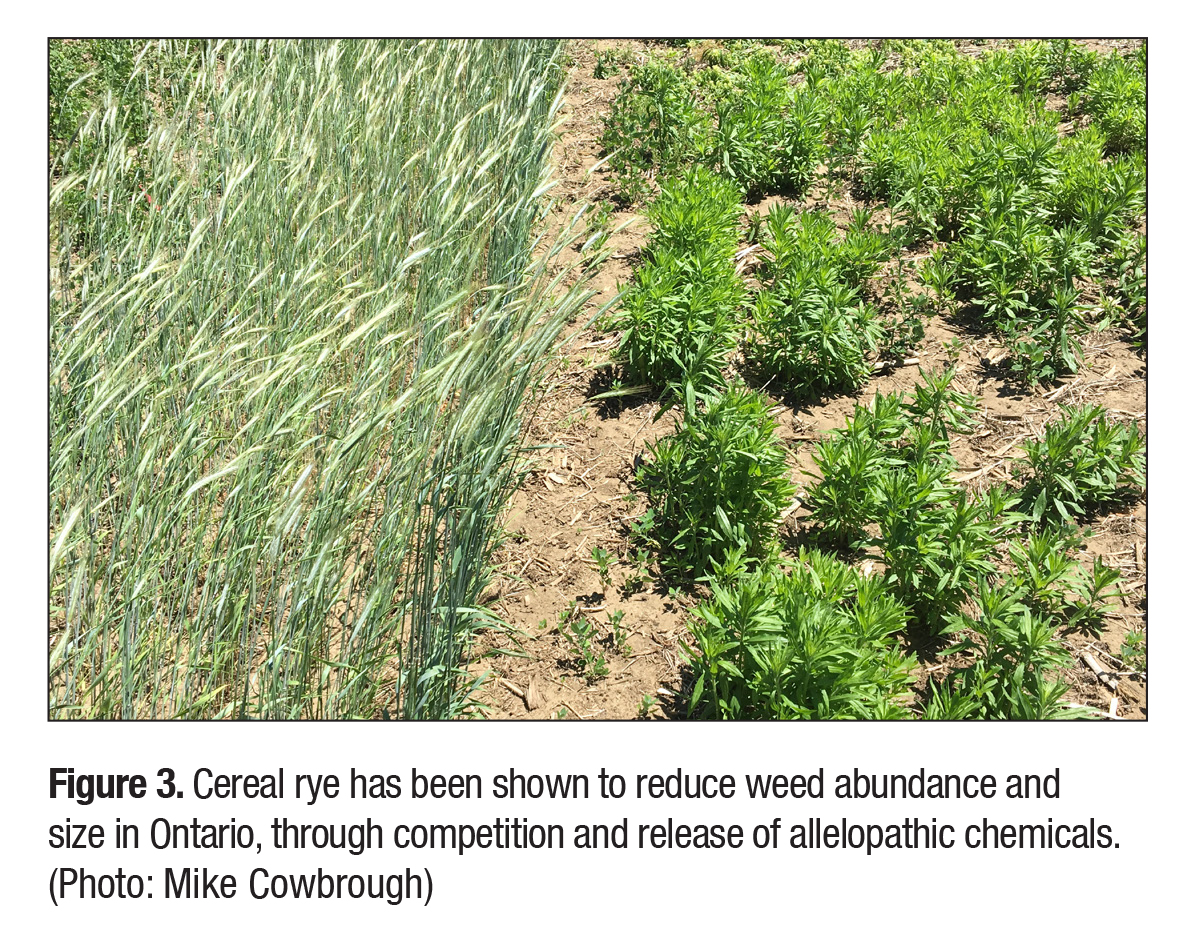 When should I spray my cereal rye cover crop before soybeans? – Field ...