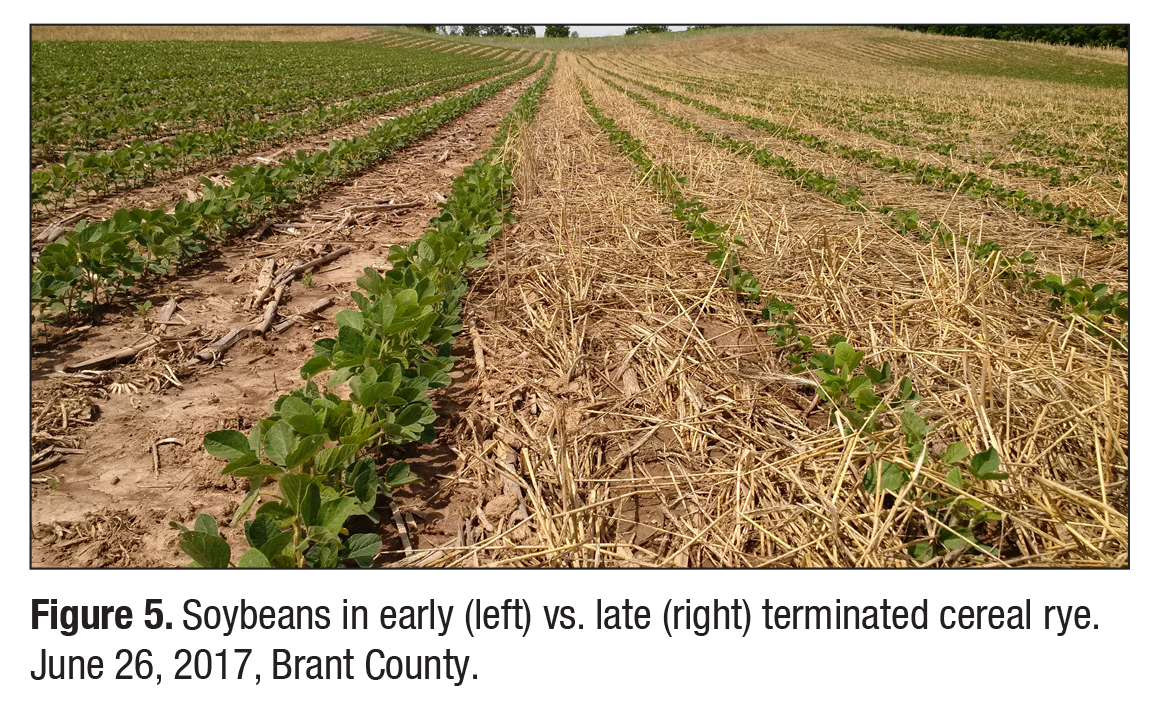 When should I spray my cereal rye cover crop before soybeans? – Field ...
