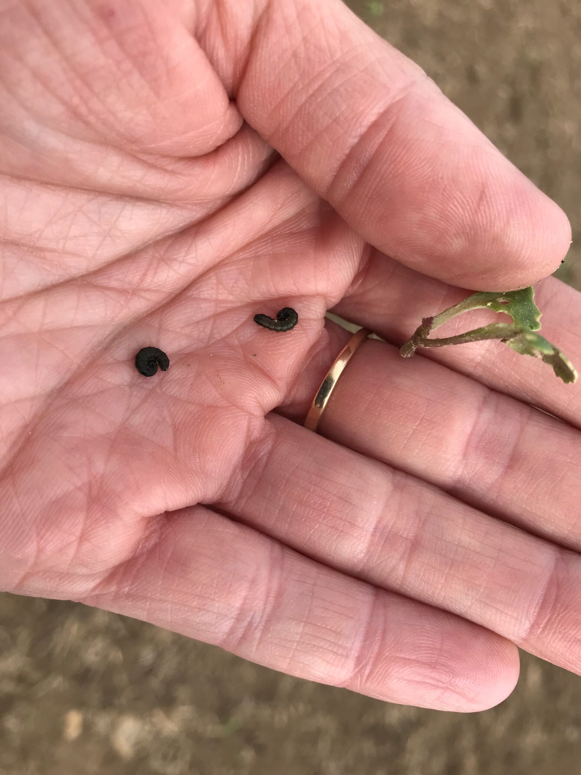 Fall Armyworm Trap Counts are High – Field Crop News