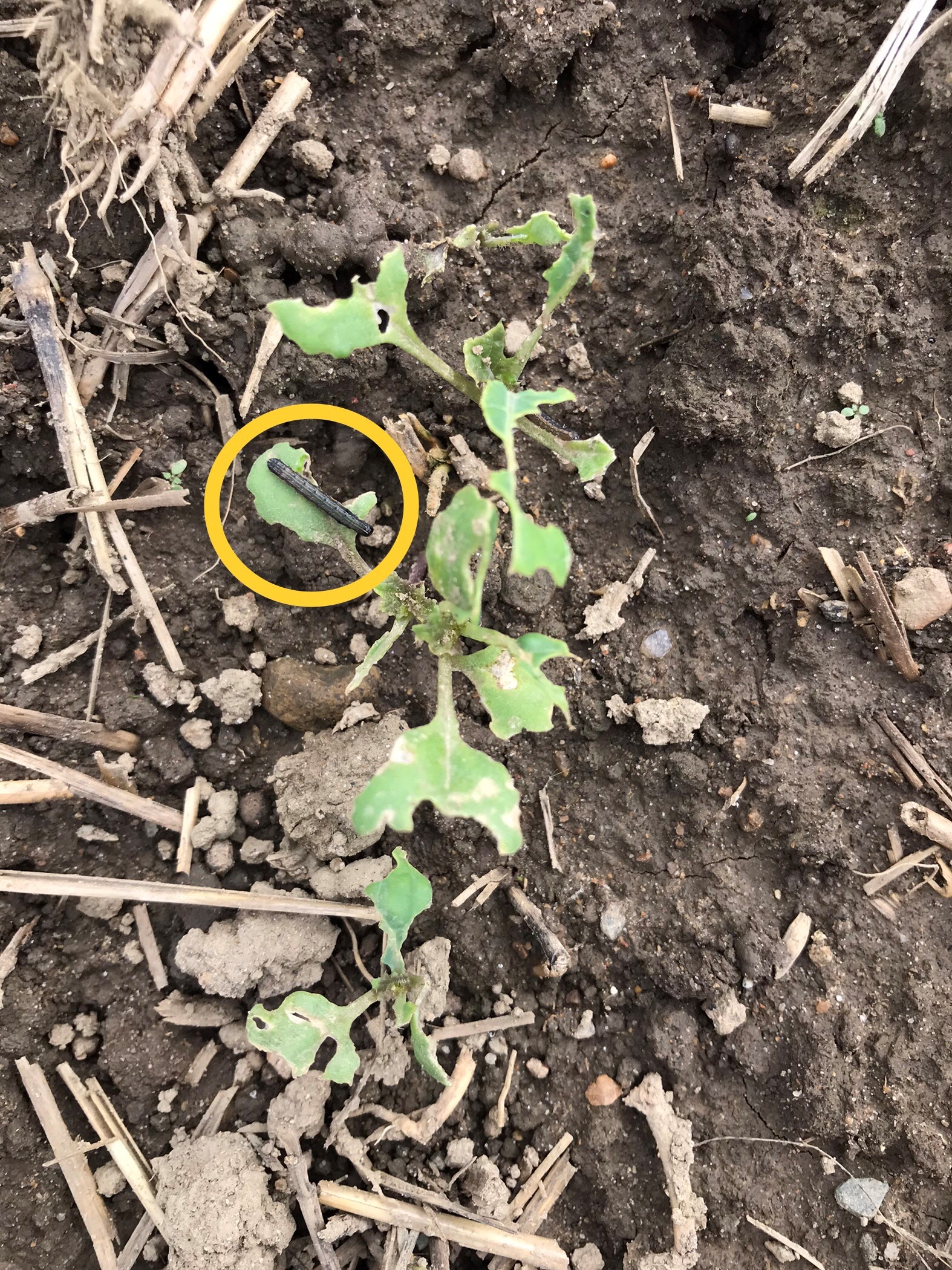 Fall Armyworm Trap Counts are High – Field Crop News