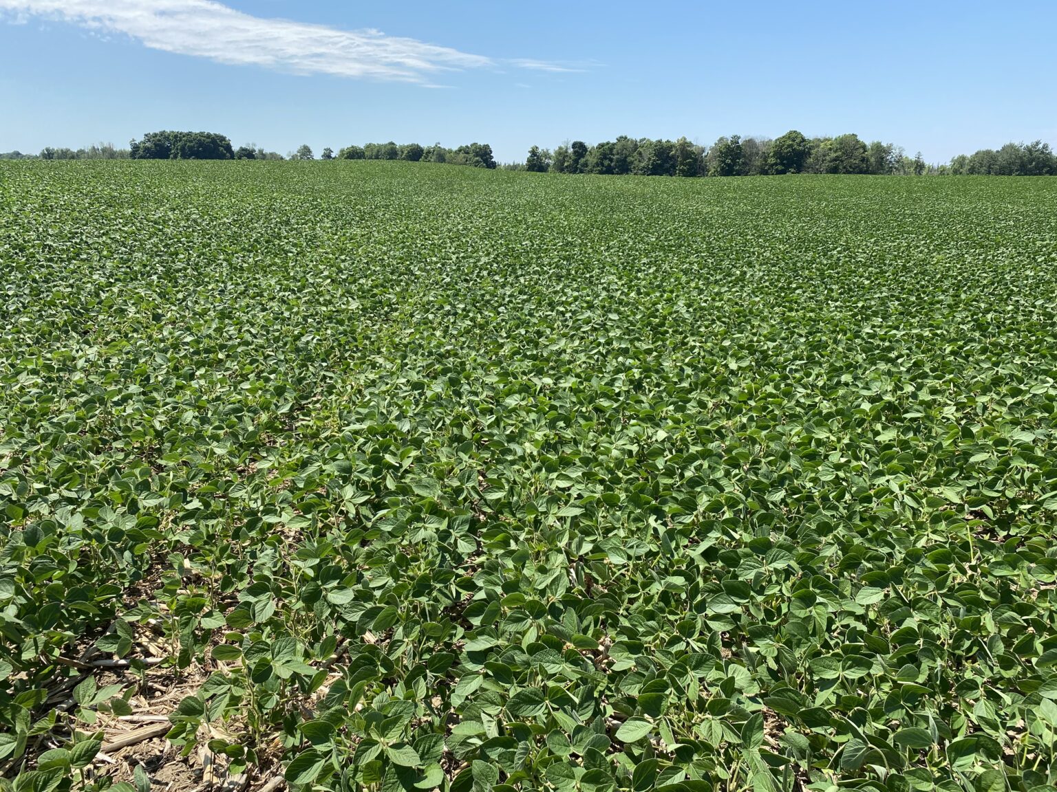 Do no-till soybeans work after 200+ bu/ac corn? Lessons from five ...