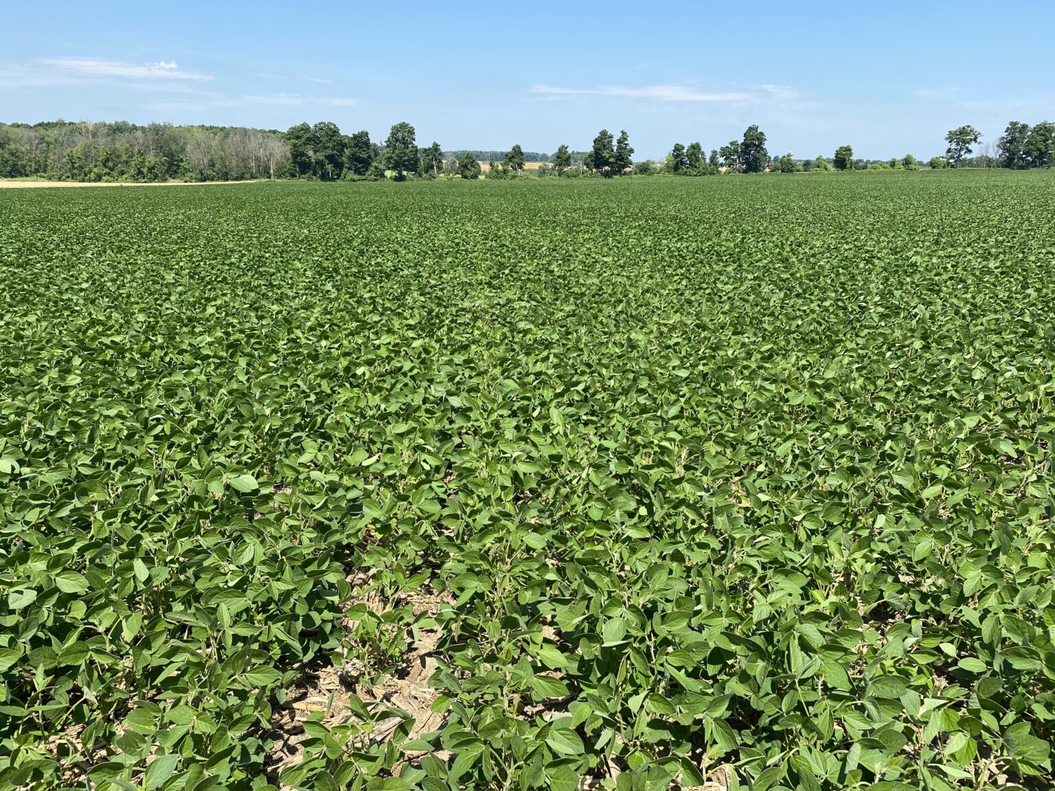 Do no-till soybeans work after 200+ bu/ac corn? Lessons from five ...