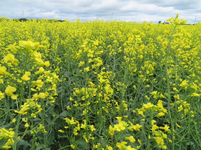2022 Canola Seasonal Summary – Field Crop News