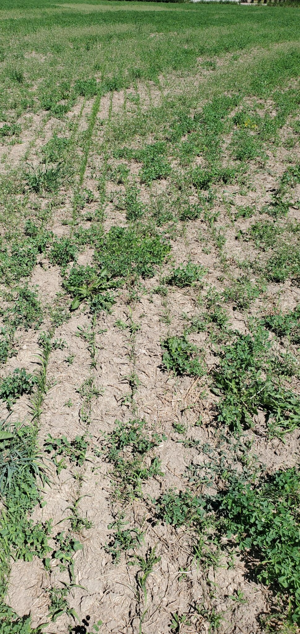 2022 Forage Seasonal Summary – Field Crop News