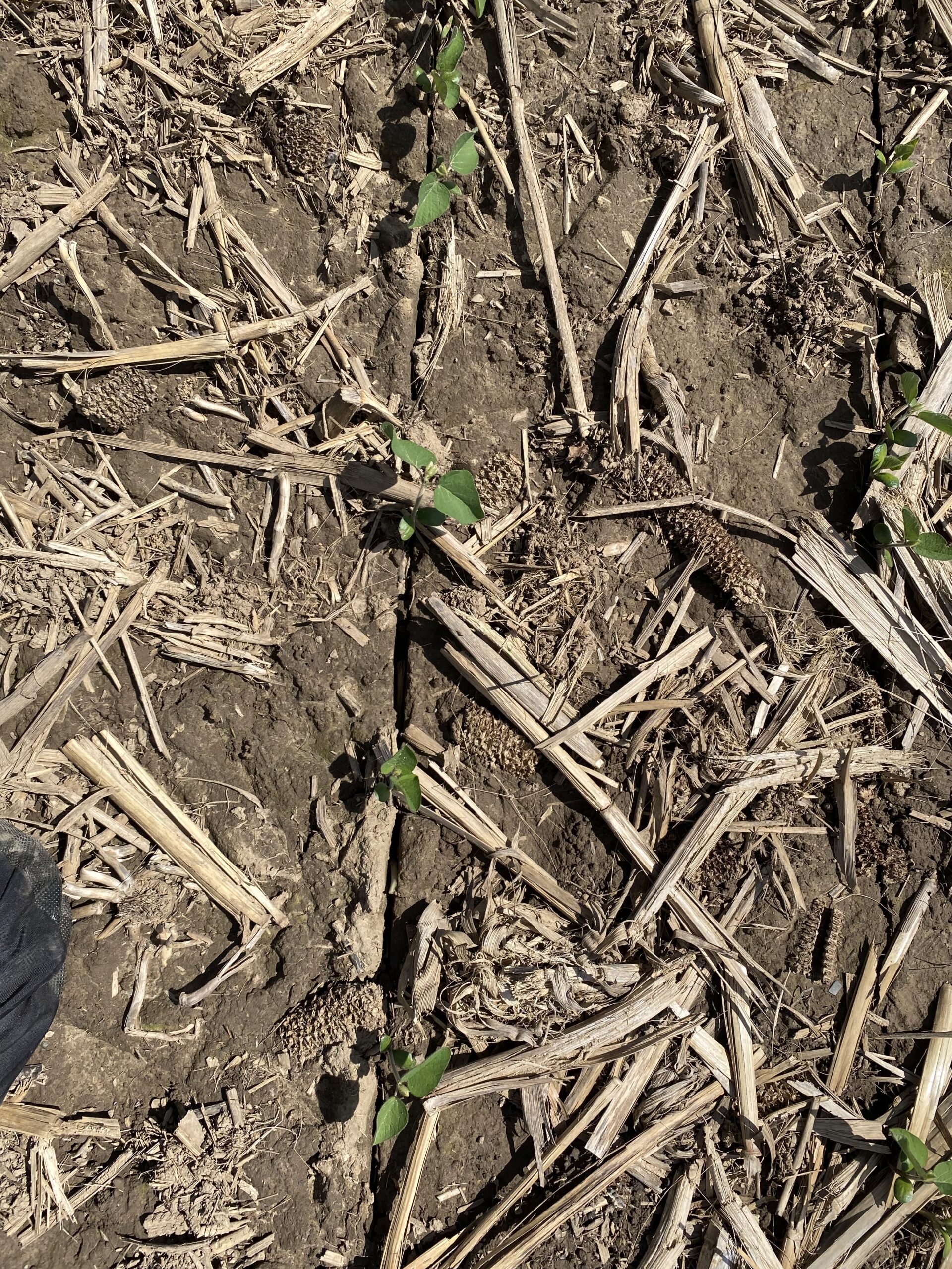 Do no-till soybeans work after 200+ bu/ac corn? Lessons from five ...