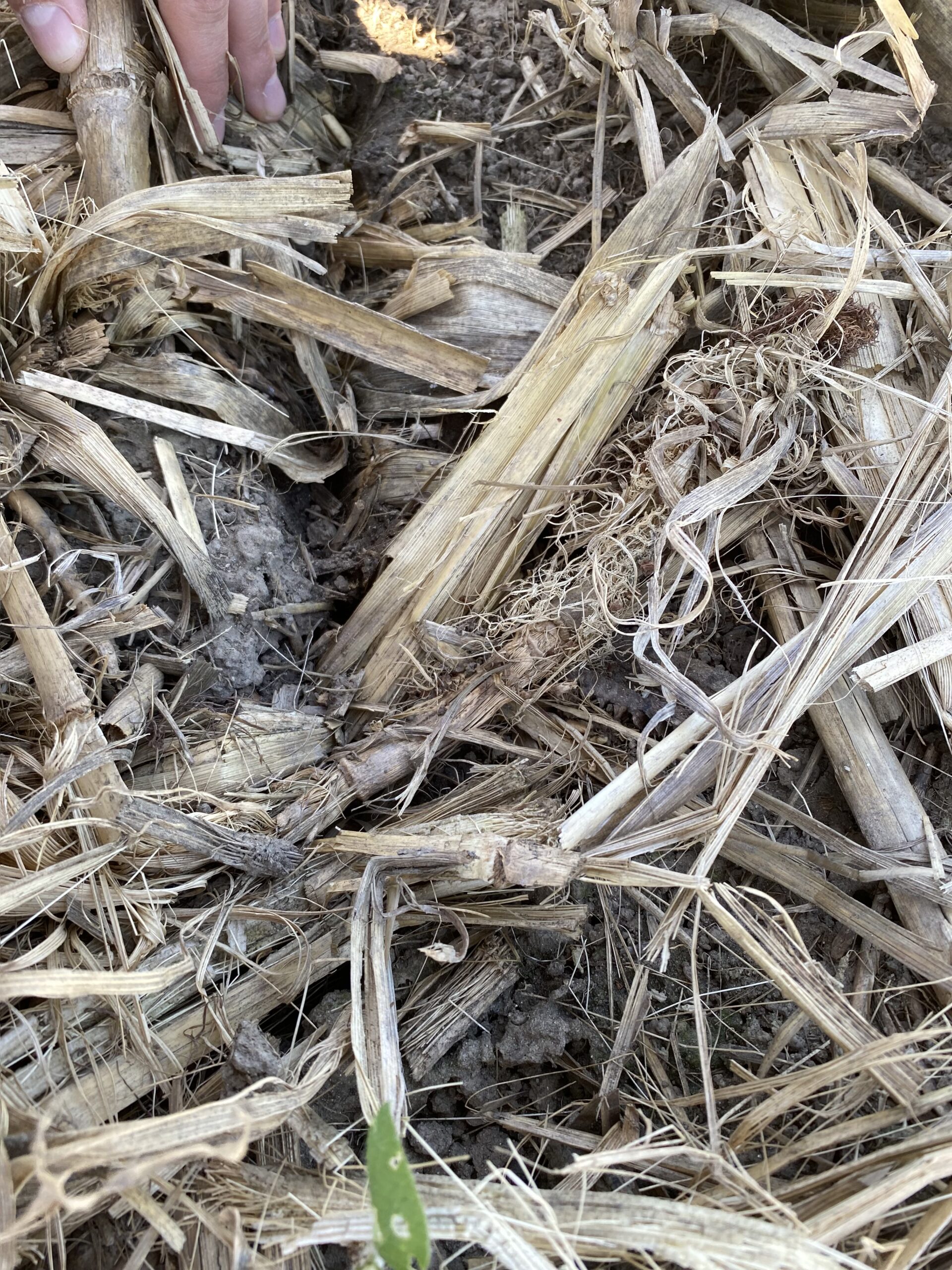Do no-till soybeans work after 200+ bu/ac corn? Lessons from five ...
