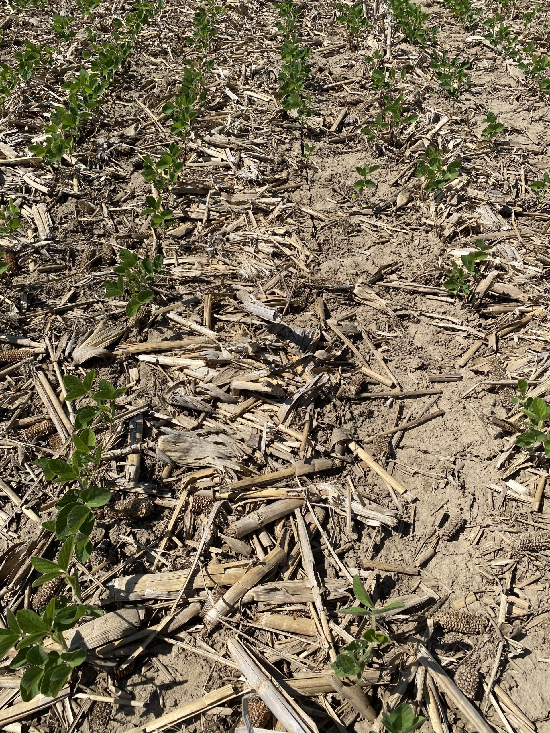 Do no-till soybeans work after 200+ bu/ac corn? Lessons from five ...
