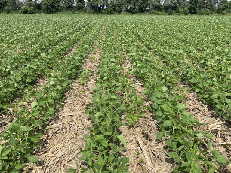 Do no-till soybeans work after 200+ bu/ac corn? Lessons from five ...