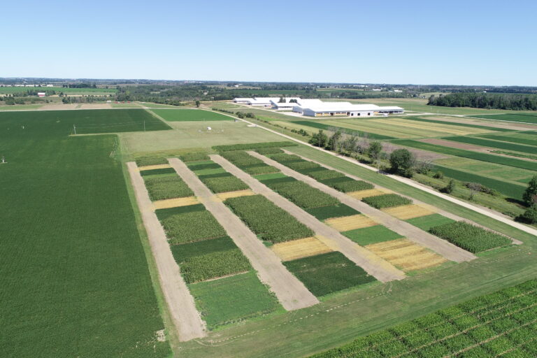 Putting the economics to a three-crop rotation in Ontario: Wheat ...