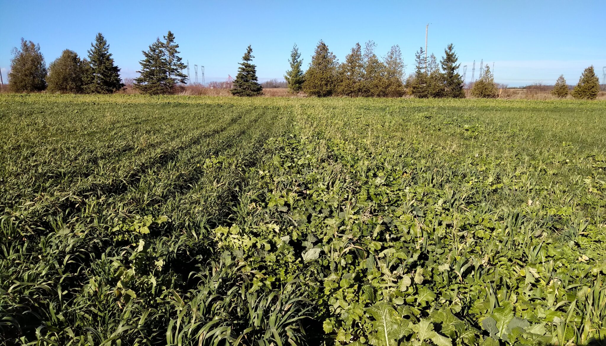 Fall cover crop termination vs. planting green on a clay soil: Trial ...