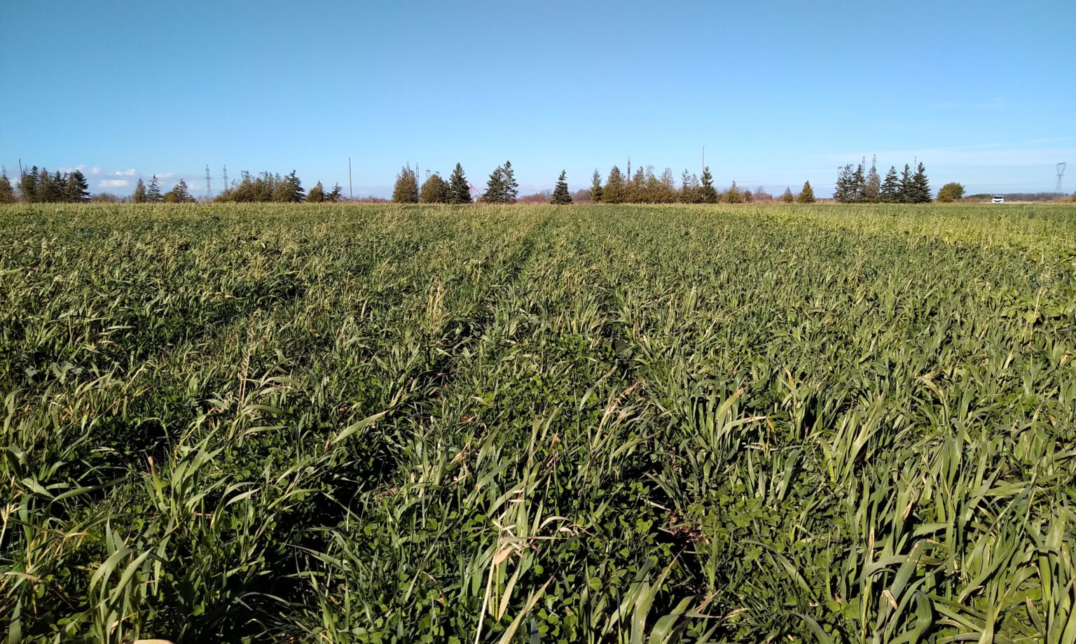Fall cover crop termination vs. planting green on a clay soil: Trial ...