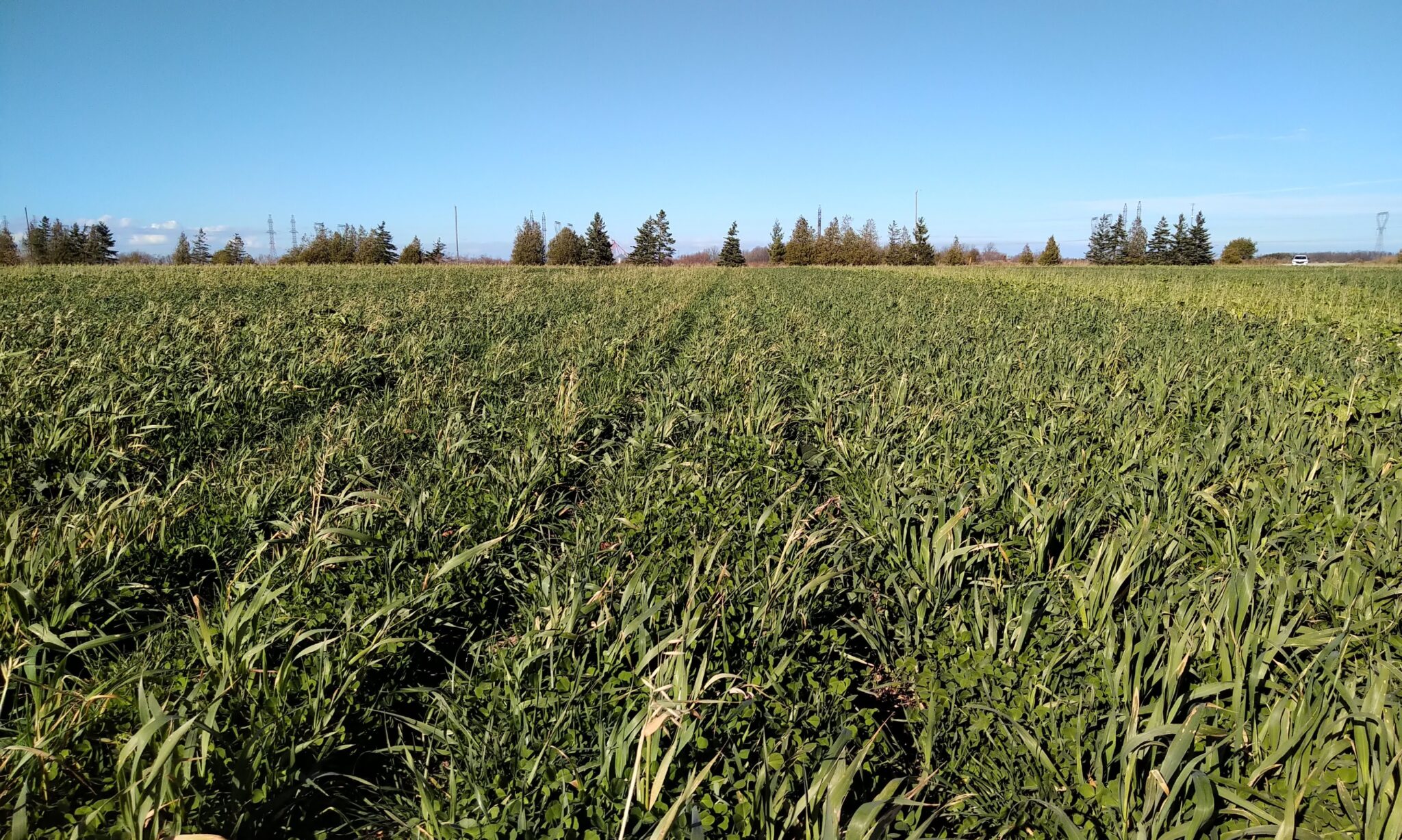 Fall cover crop termination vs. planting green on a clay soil: Trial ...