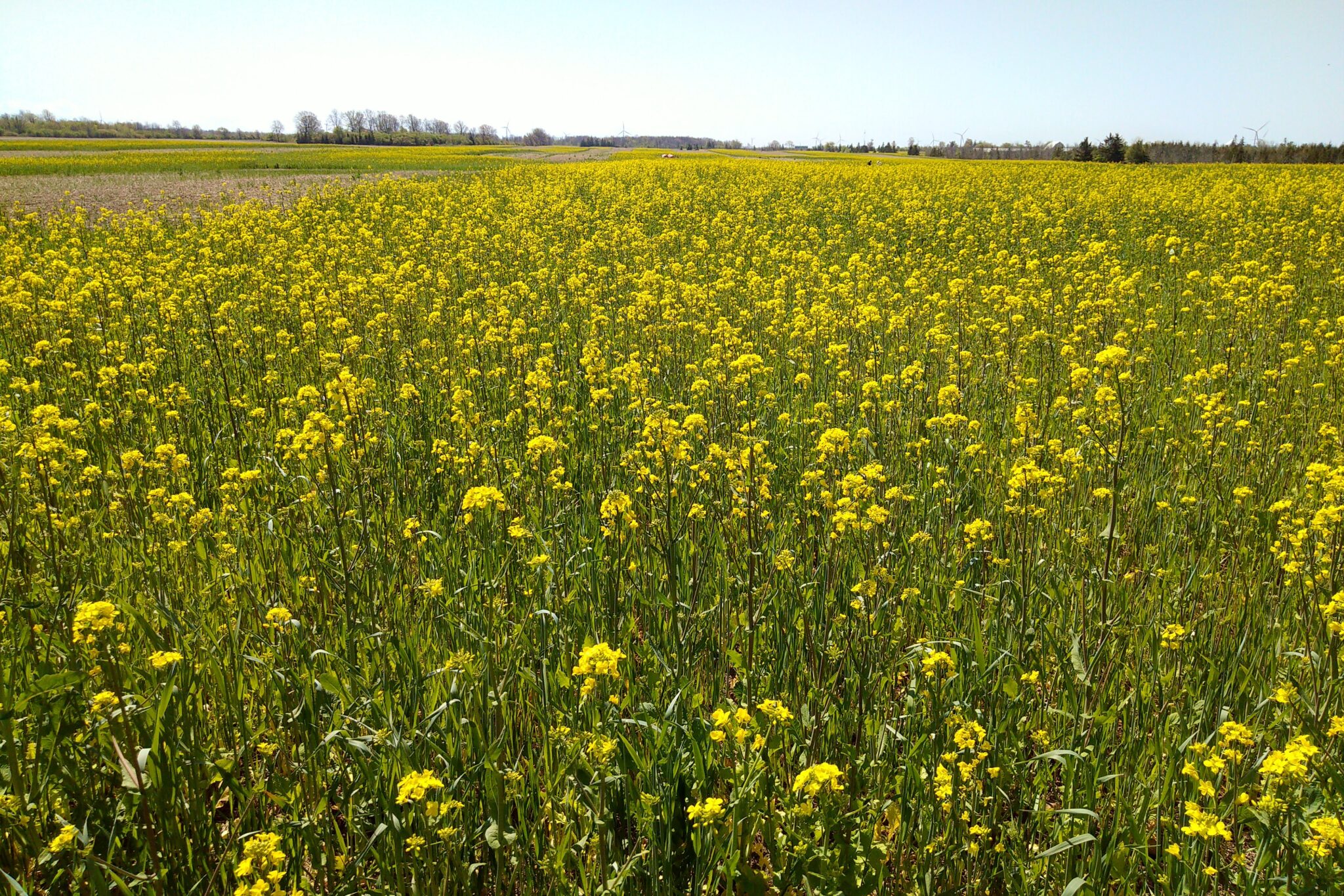 Fall cover crop termination vs. planting green on a clay soil: Trial ...