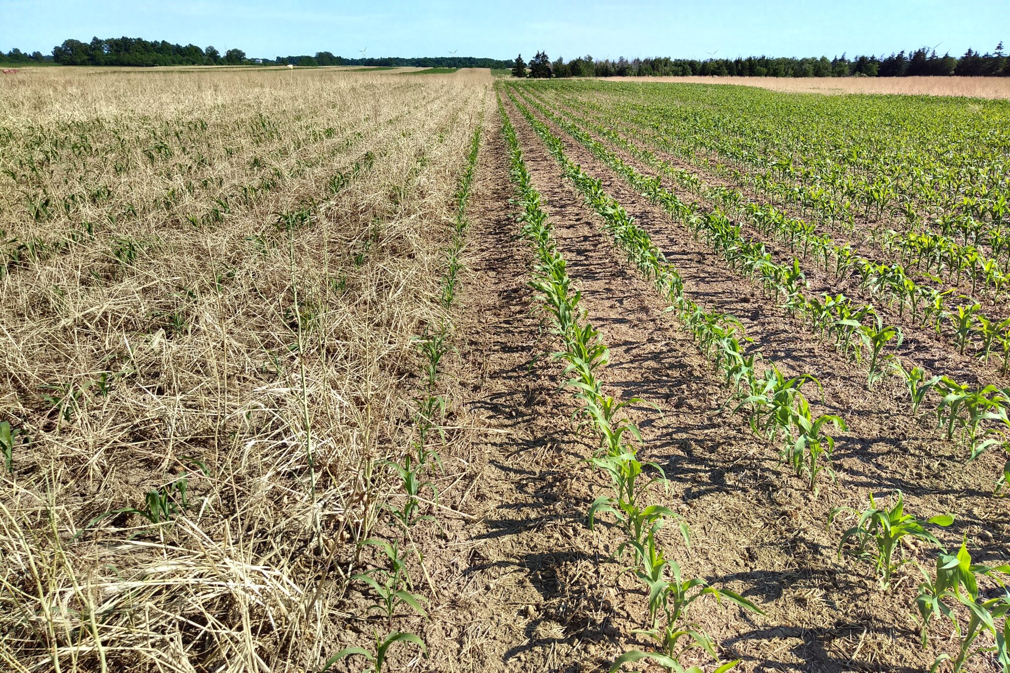 Fall cover crop termination vs. planting green on a clay soil: Trial ...