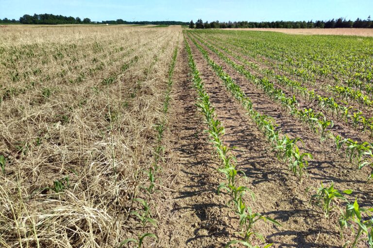 Fall cover crop termination vs. planting green on a clay soil: Trial ...
