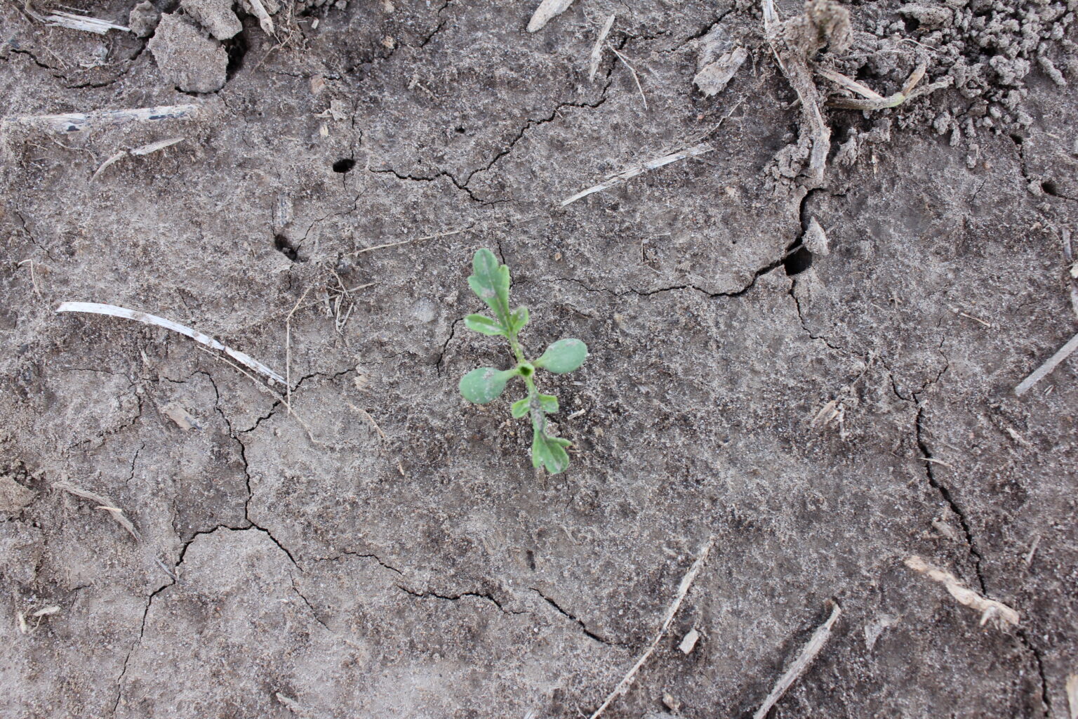 Common ragweed: biology and control – Field Crop News