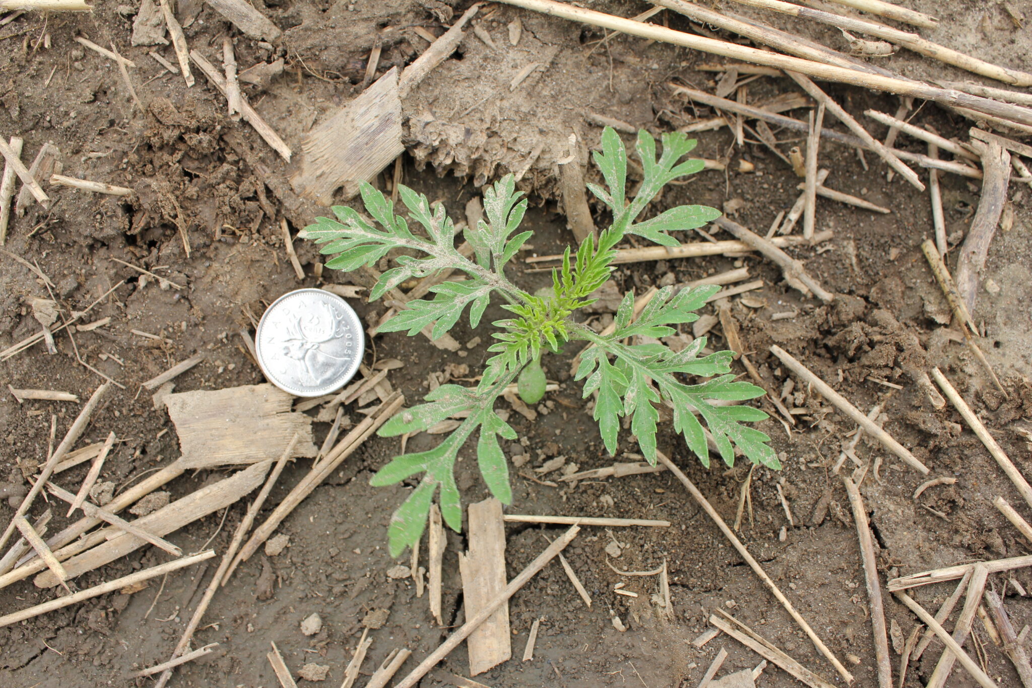 Common ragweed: biology and control – Field Crop News
