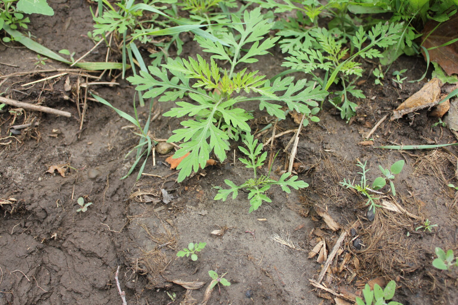 Common ragweed: biology and control – Field Crop News