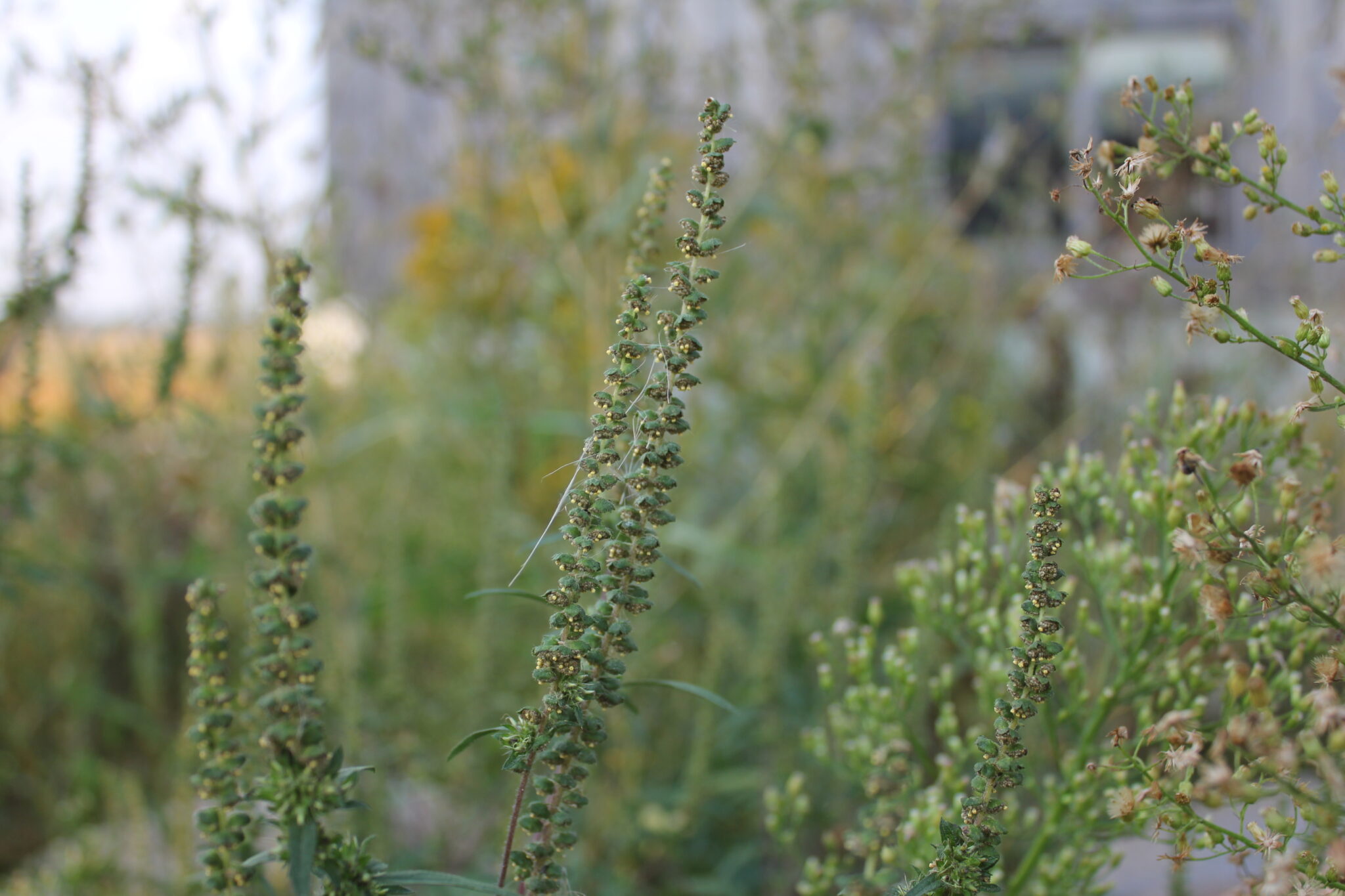 Common ragweed: biology and control – Field Crop News