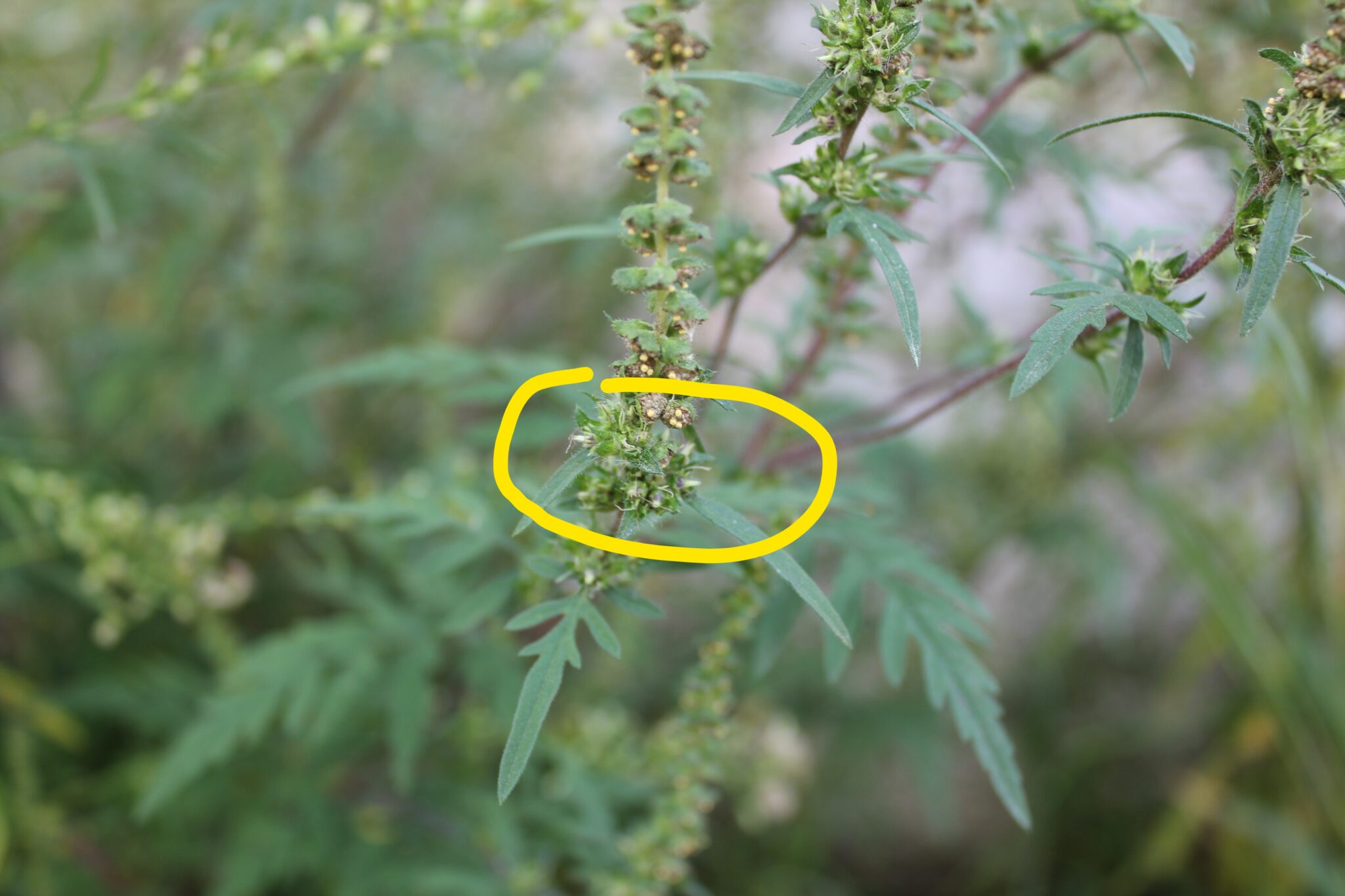 Common ragweed: biology and control – Field Crop News