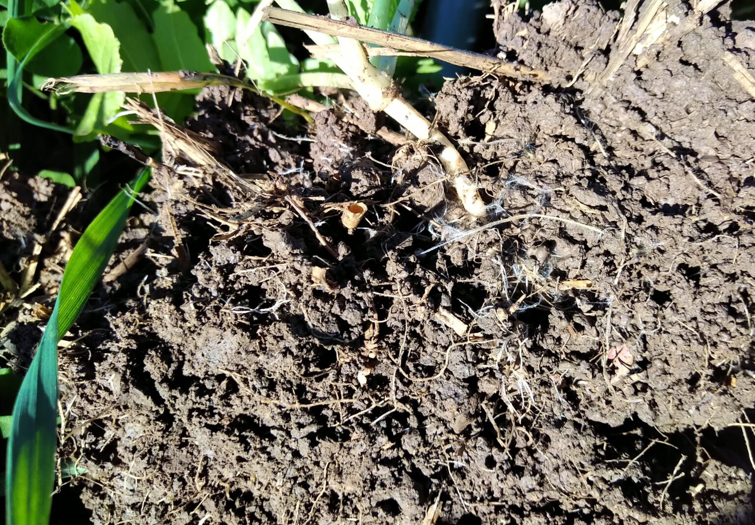 Soil Health Assessment and Plan Guidebook – Field Crop News