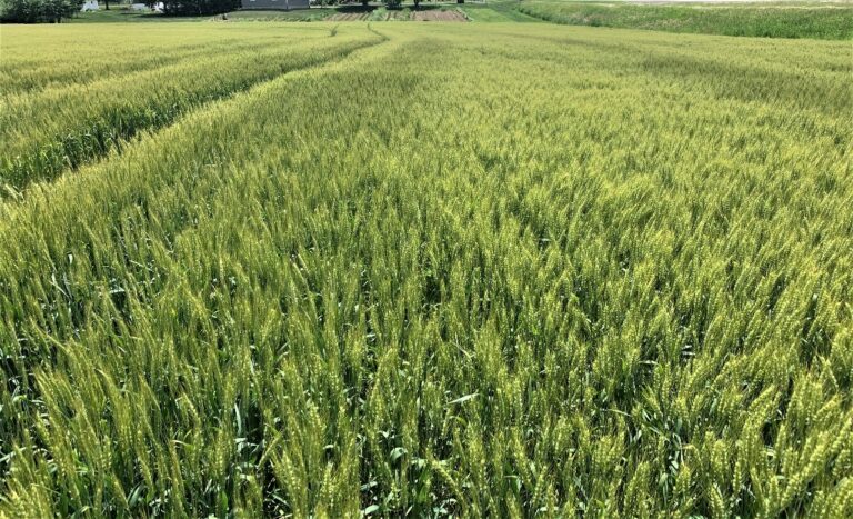 Crop Conditions – Week of May 29th, 2023 – Field Crop News