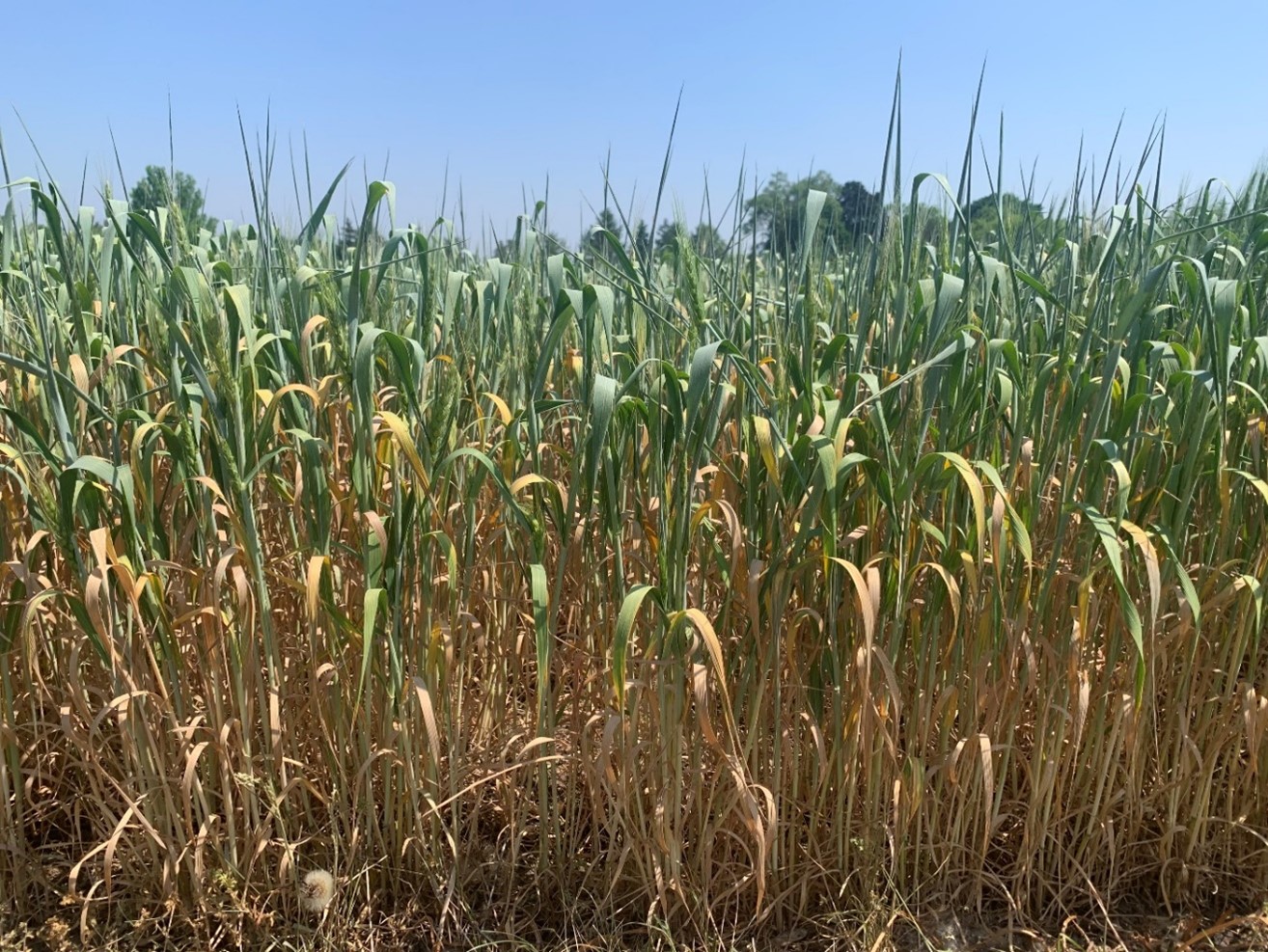 Crop Conditions – Week of June 5th, 2023 – Field Crop News