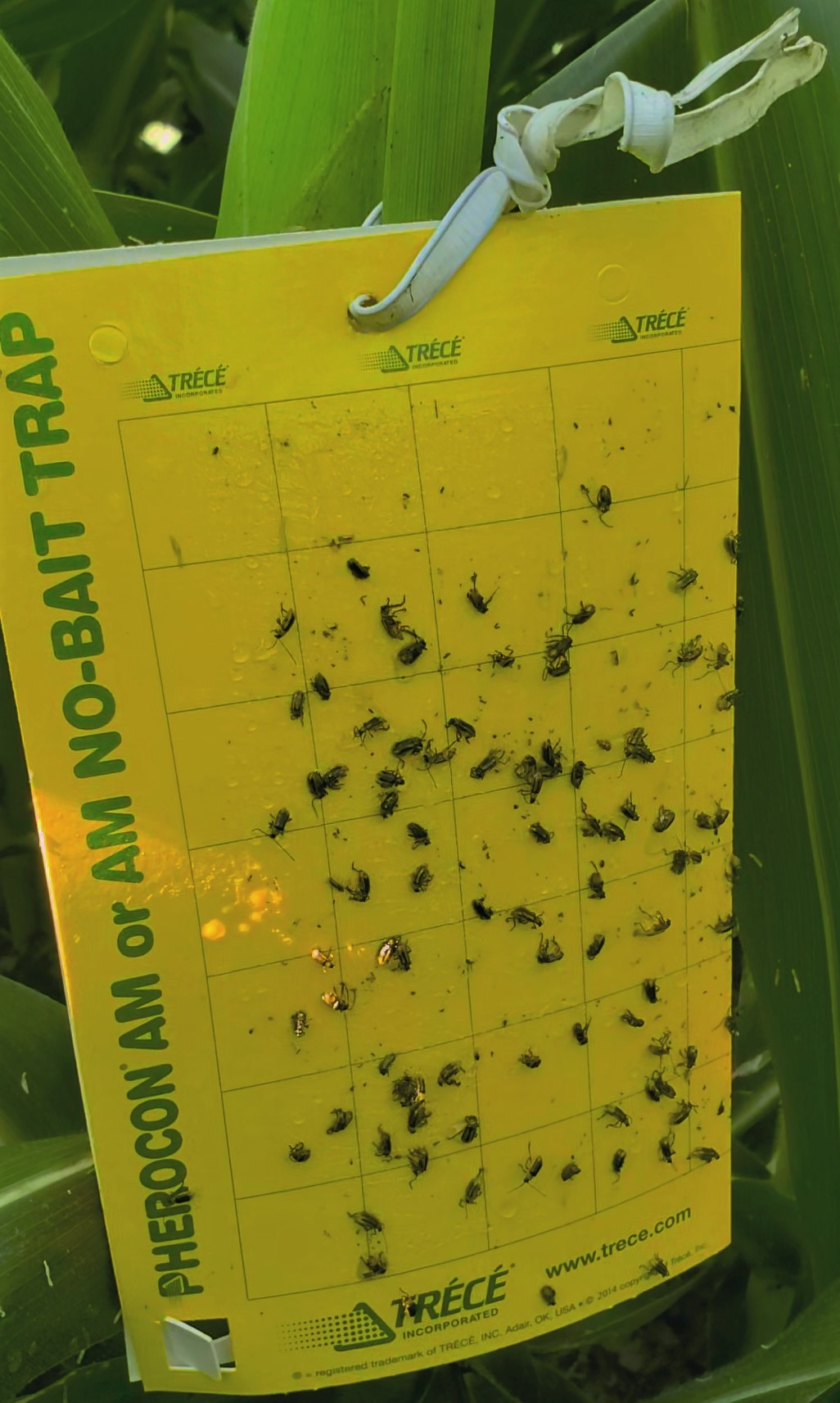 Corn Rootworm Monitoring Continues Trap Participants Needed For 2023