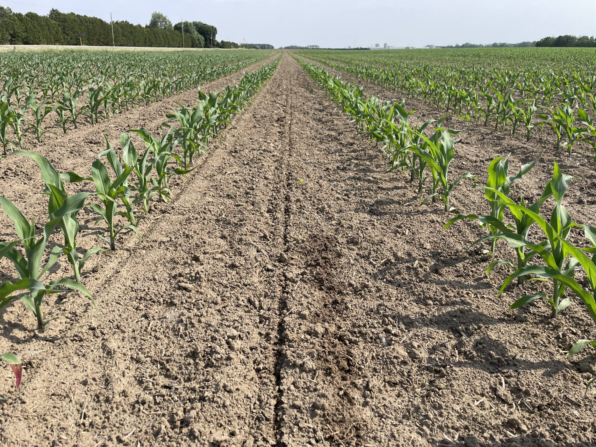 Do I need a Nitrogen Stabilizer with In-season Nitrogen in Corn ...