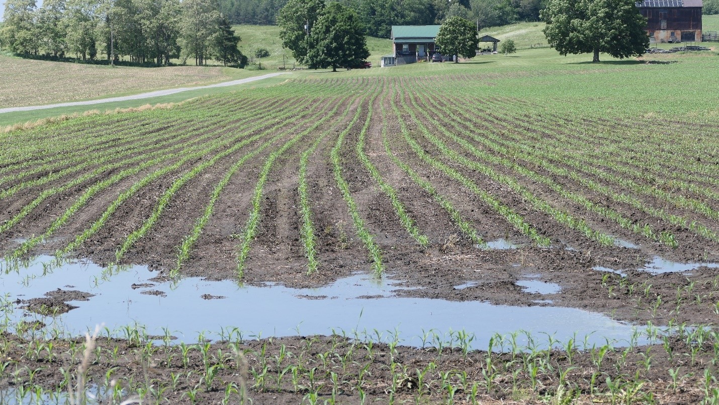 Crop Conditions – Week of June 12th, 2023 – Field Crop News