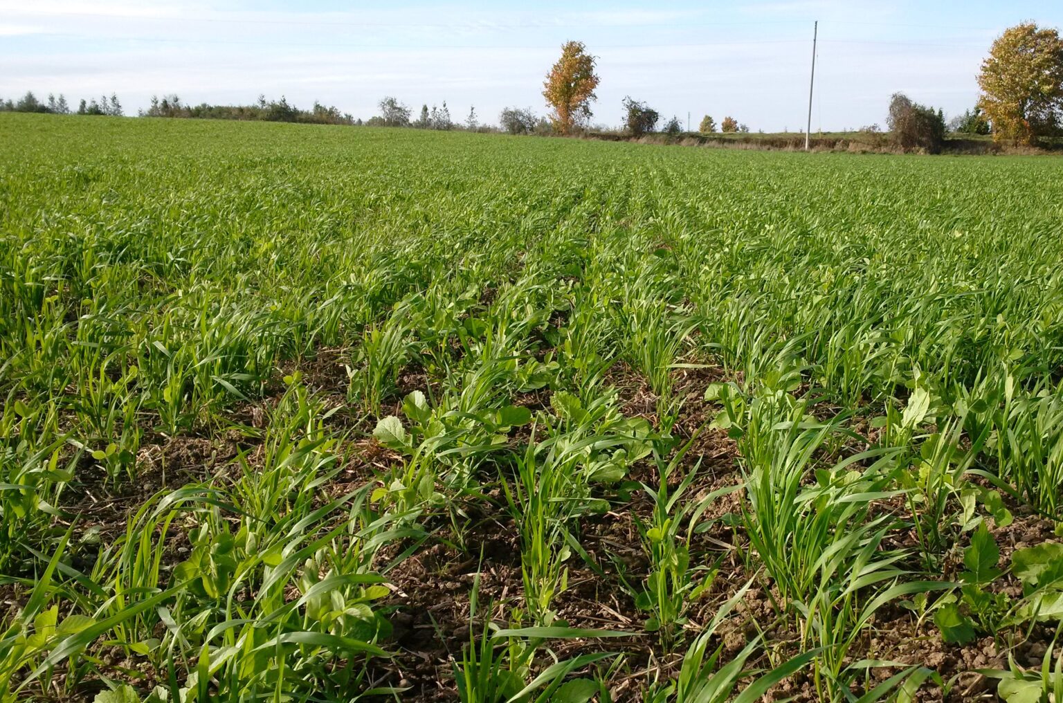 Achieving success with cover crops after winter wheat – Field Crop News