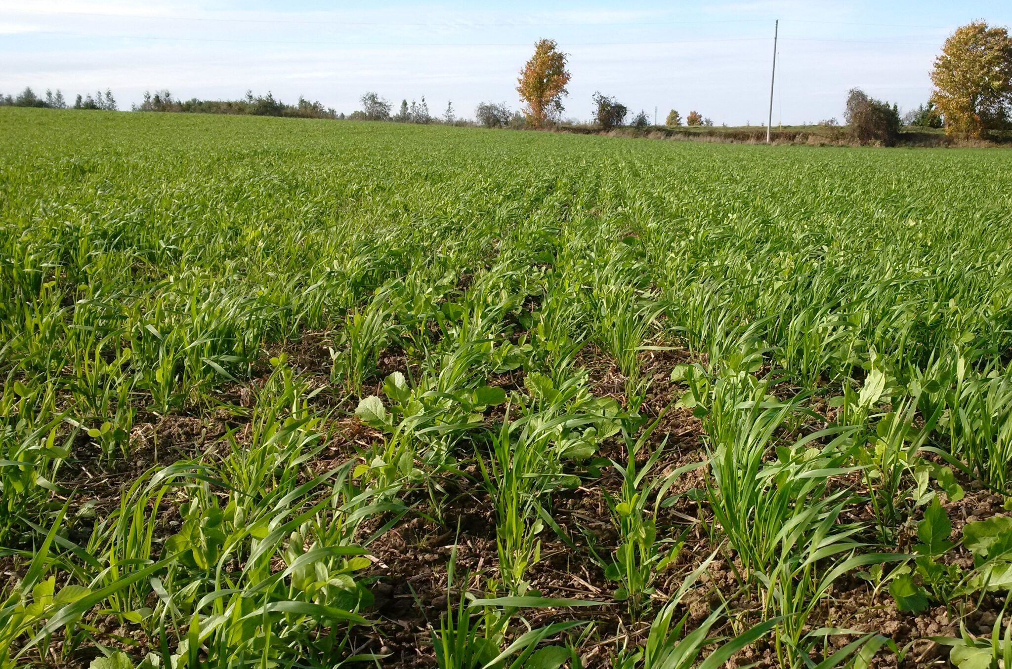 Achieving success with cover crops after winter wheat – Field Crop News