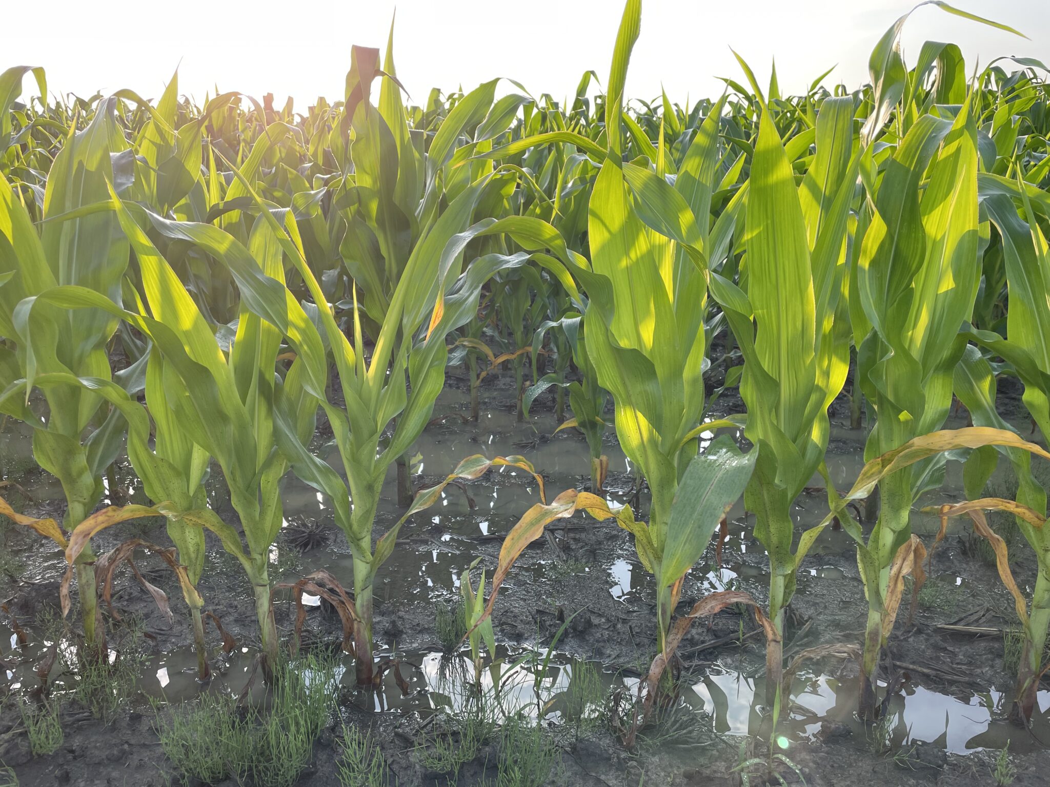 Nitrogen losses in saturated soils – Field Crop News