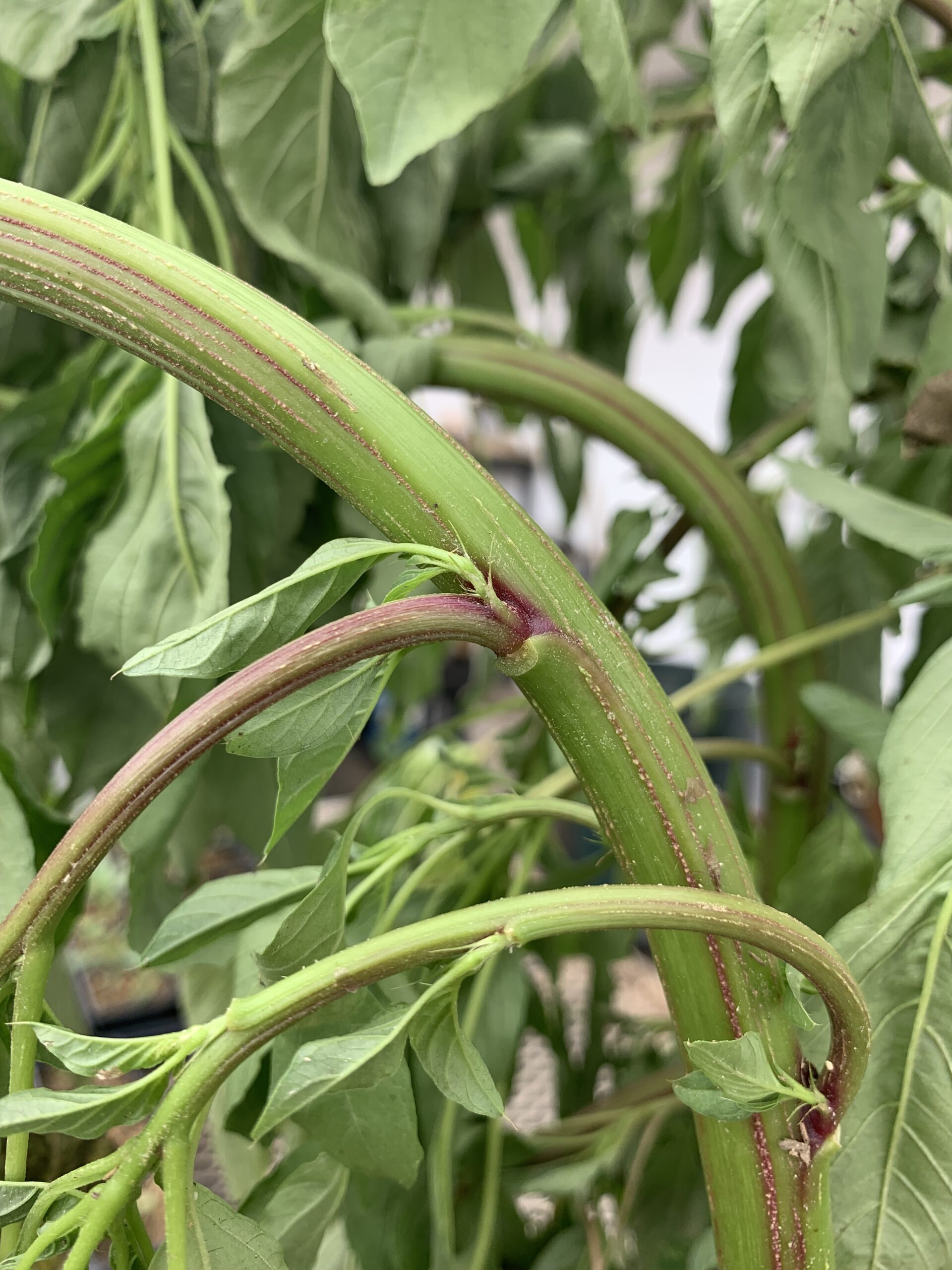 Palmer amaranth found in Ontario – Field Crop News