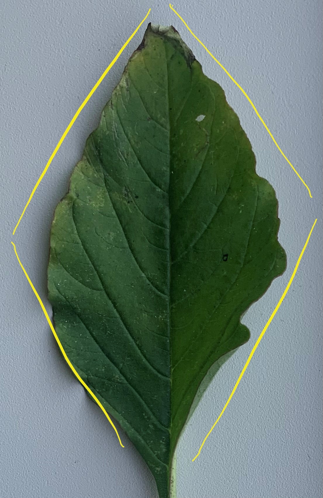 Palmer amaranth found in Ontario – Field Crop News