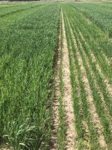 Planting Date Matters – Field Crop News