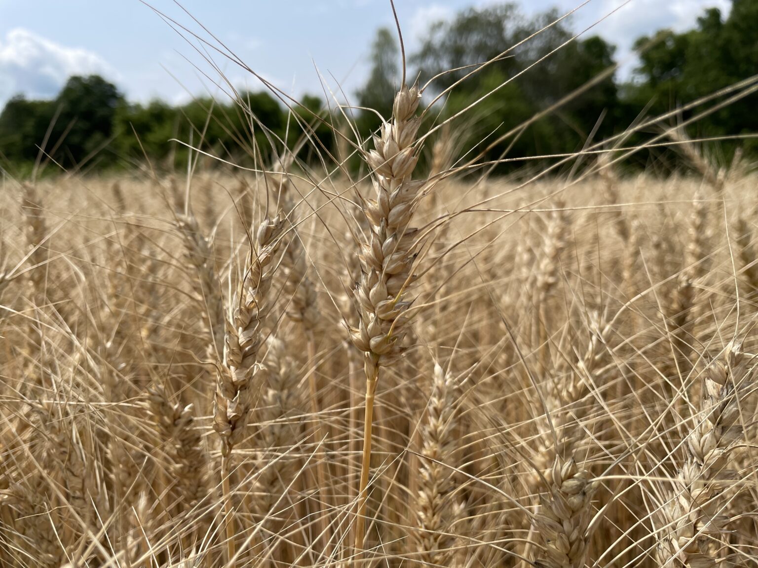 Crop Reports – Field Crop News