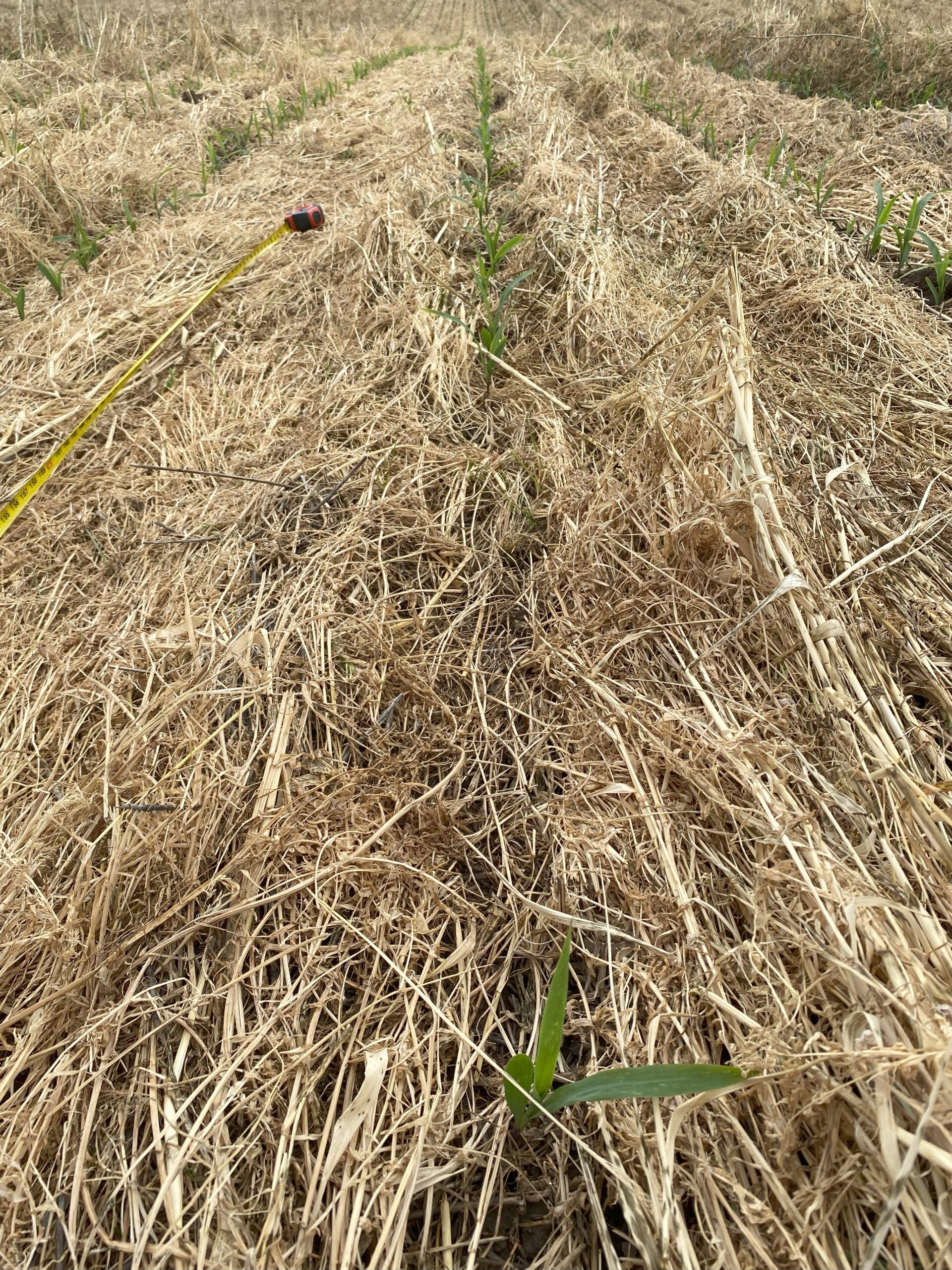Does it work to plant green into cover crops for corn? Five unique ...