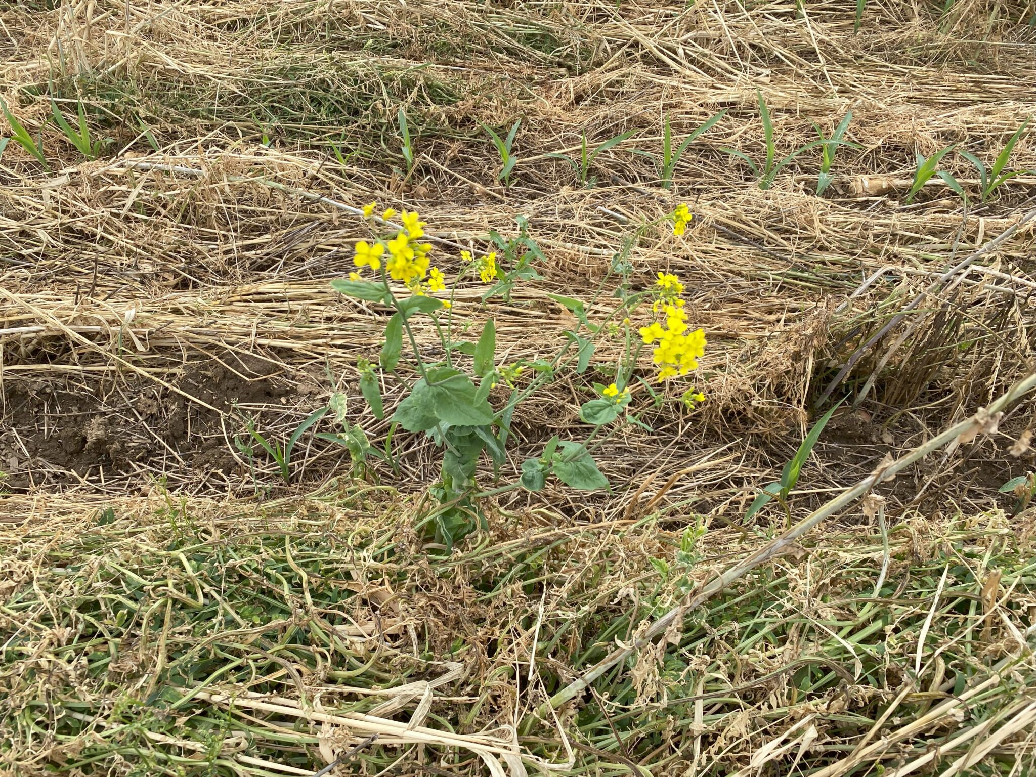 Does it work to plant green into cover crops for corn? Five unique ...