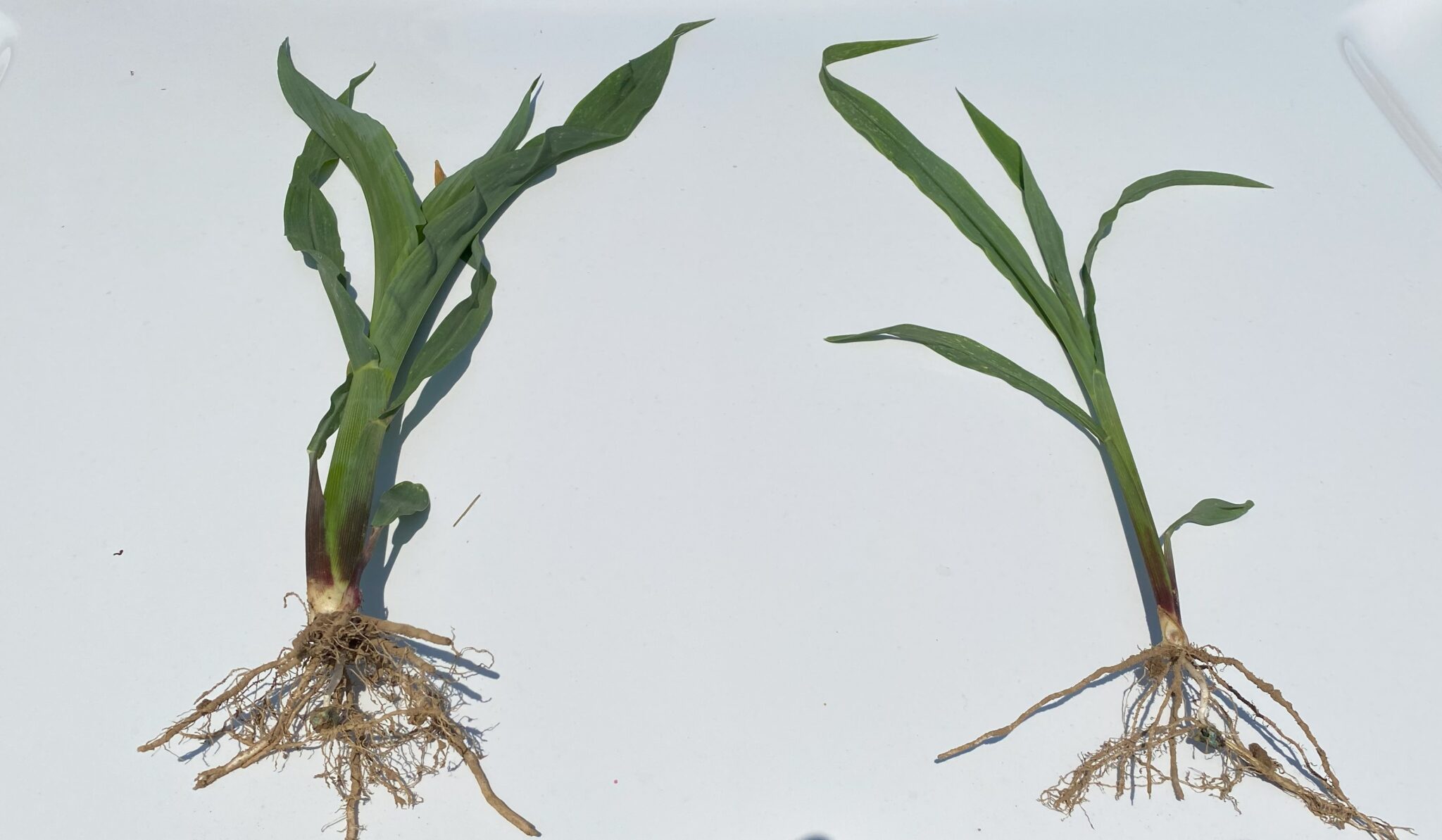 Does it work to plant green into cover crops for corn? Five unique ...