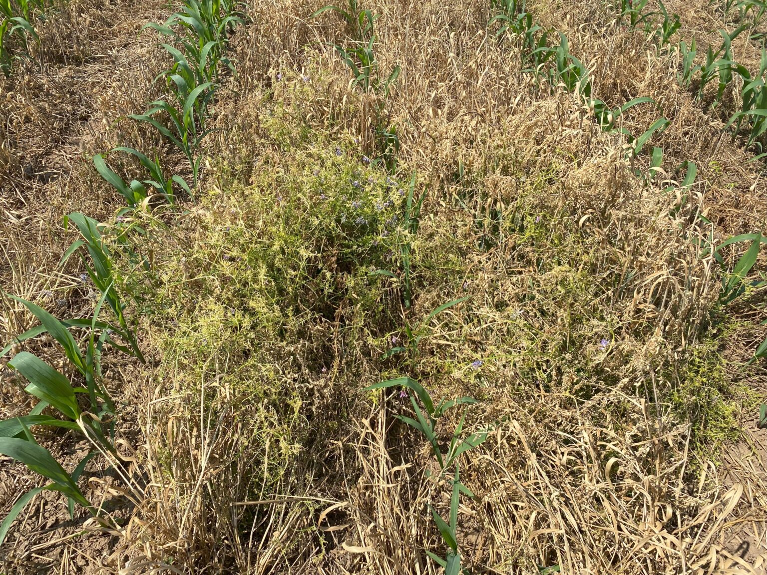 Does it work to plant green into cover crops for corn? Five unique ...