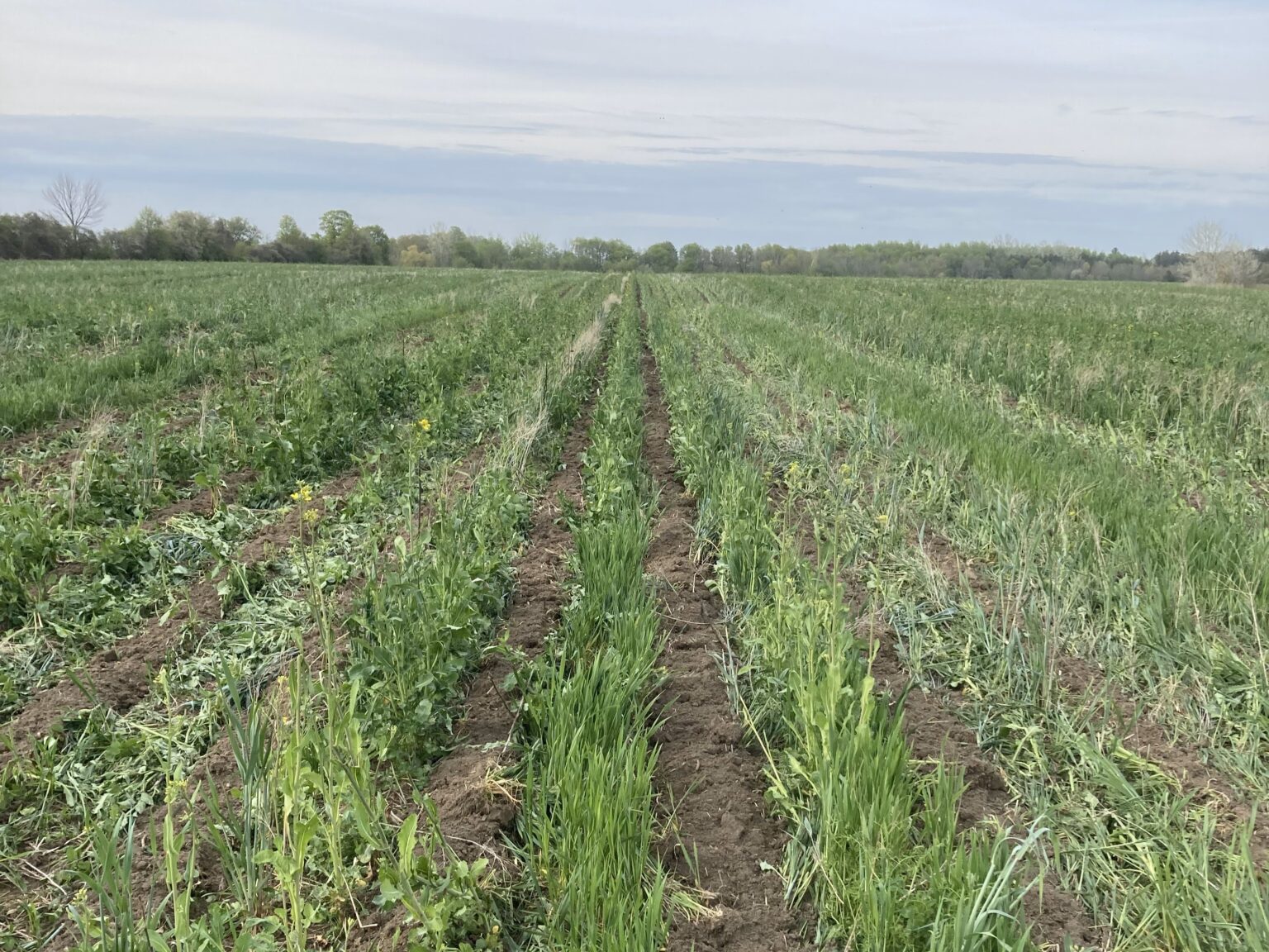 Does it work to plant green into cover crops for corn? Five unique ...